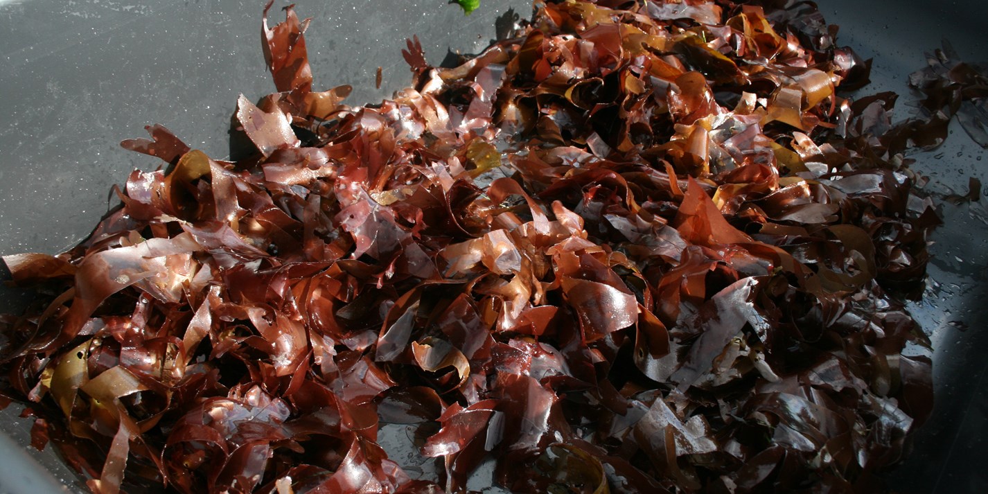 How to Rehydrate Seaweed - Great British Chefs