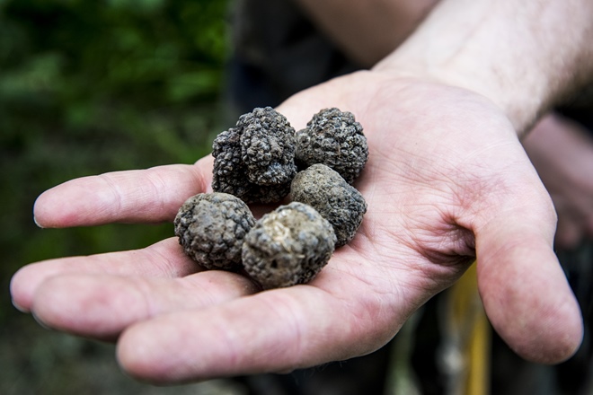 Truffle Recipes - Great Italian Chefs