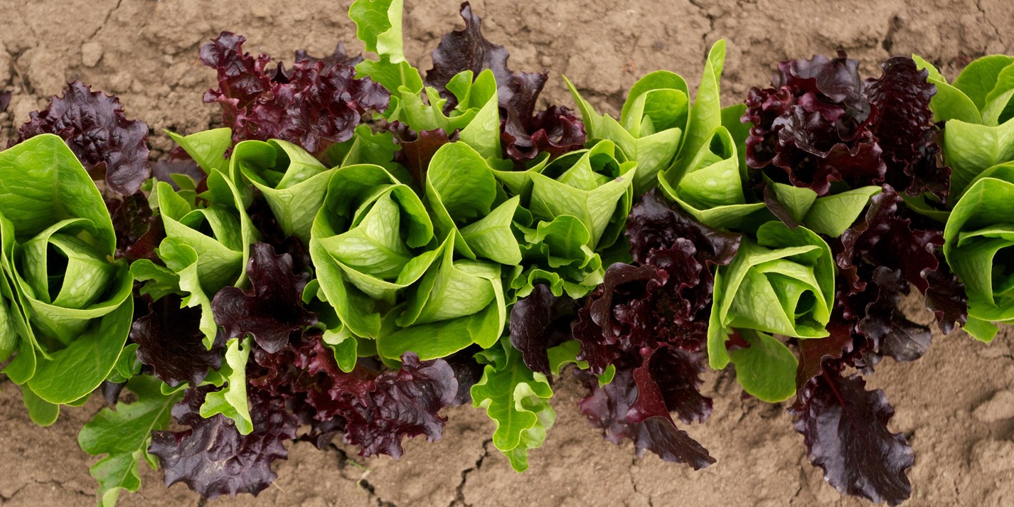 Salad Leaf Variety Guide Great British Chefs