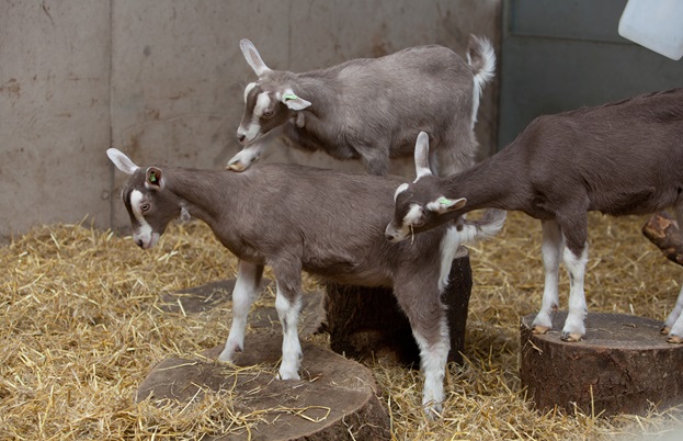 The Rise of British Goat Meat - Great British Chefs