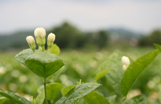 White Tea Demystified - Great British Chefs