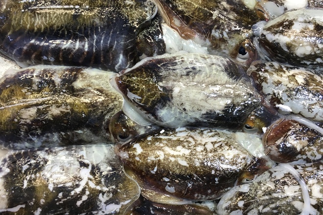 Cuttlefish recipes - Great Italian Chefs