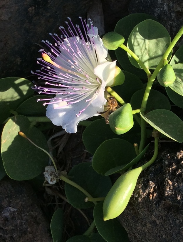 Pantelleria Capers: A Photo Story - Great Italian Chefs