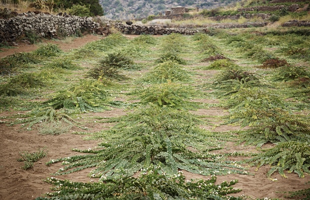 Pantelleria Capers: A Photo Story - Great Italian Chefs