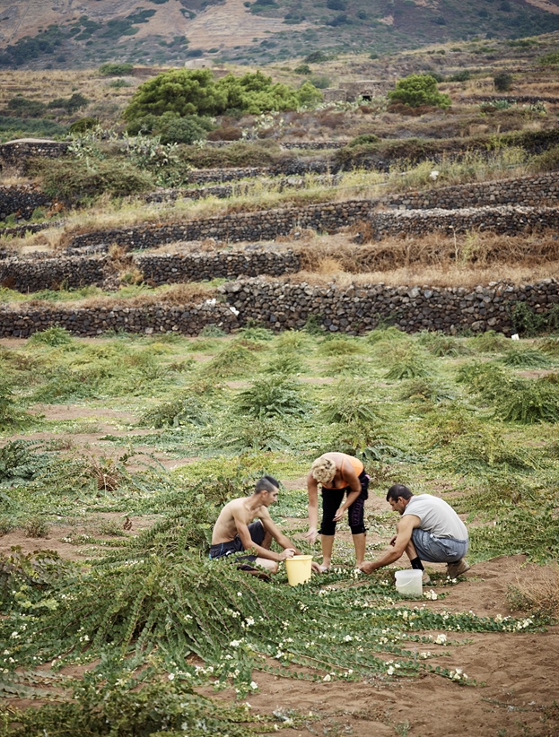 Pantelleria Capers: A Photo Story - Great Italian Chefs