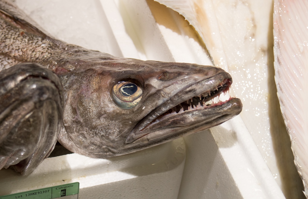 In Pictures: Billingsgate Market - Great British Chefs