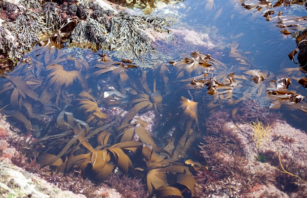 In pictures: the Cornish seaweed harvest - Great British Chefs