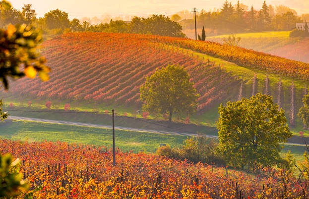 Emilia-Romagna Wine Guide - Great Italian Chefs