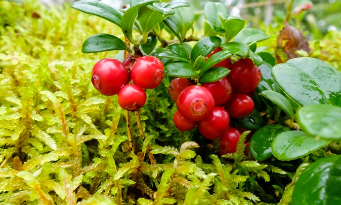Canada's Wild Ingredients - Great British Chefs
