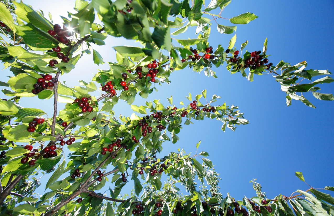 Picota del Jerte PDO Cherries - Great British Chefs