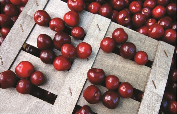 Picota del Jerte PDO Cherries - Great British Chefs