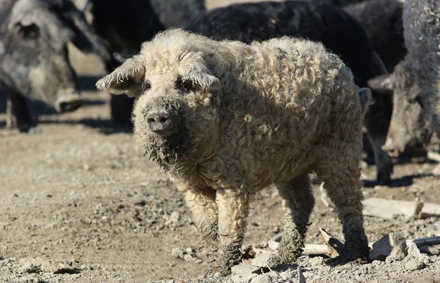 Pitt Cue: The Home of The Mangalitza Pig - Great British Chefs