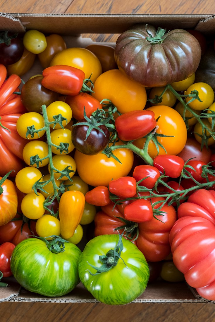 Sunshine fruit: The Isle of Wight’s Incredible Tomatoes - Great British ...