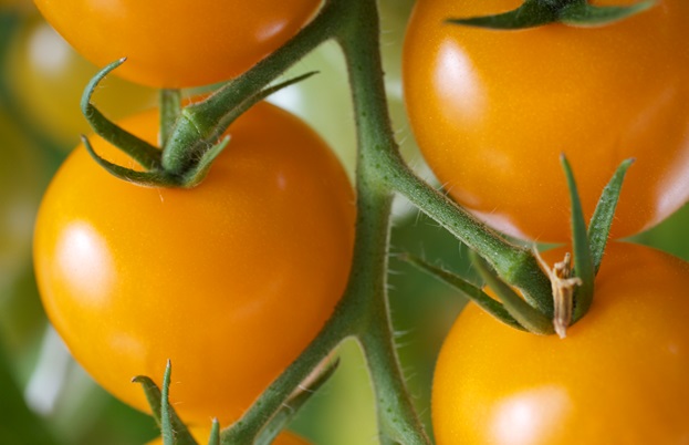 Sunshine fruit: The Isle of Wight’s Incredible Tomatoes - Great British ...