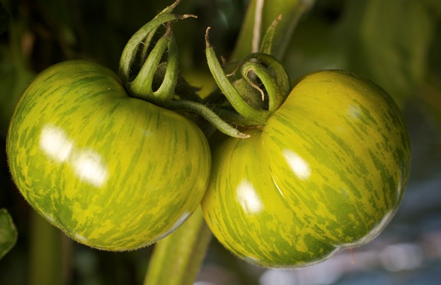 Sunshine fruit: The Isle of Wight’s Incredible Tomatoes - Great British ...