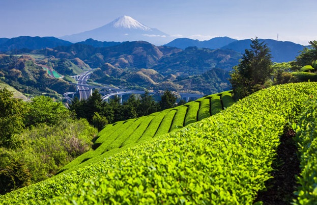 Jing: Tea As It’s Meant To Be - Great British Chefs