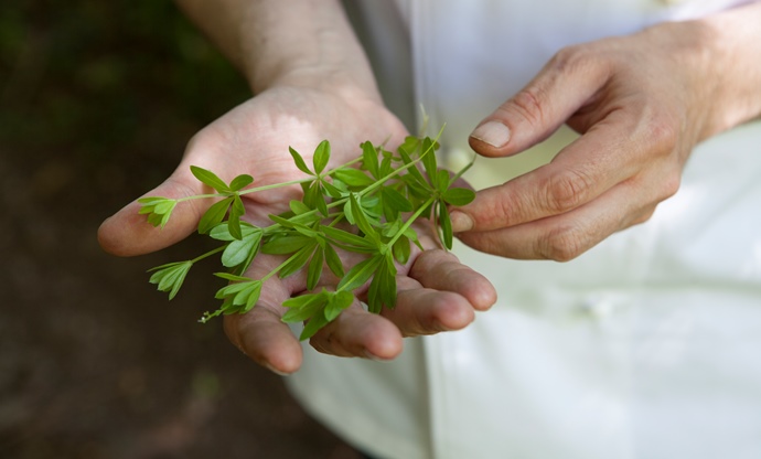 Foraging with Chris Harrod - Great British Chefs
