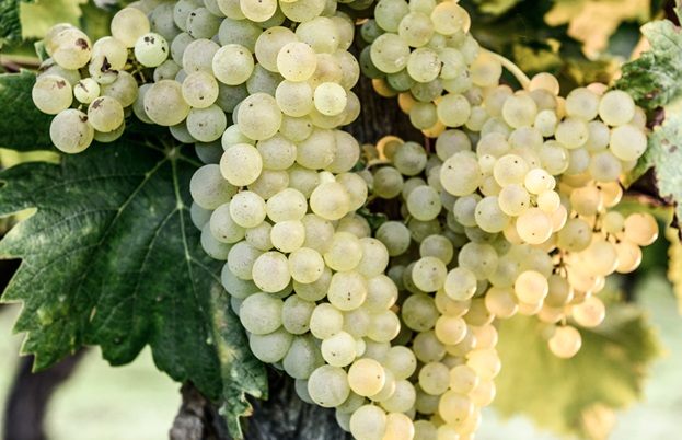 Cognac: A Beginner's Guide - Great British Chefs