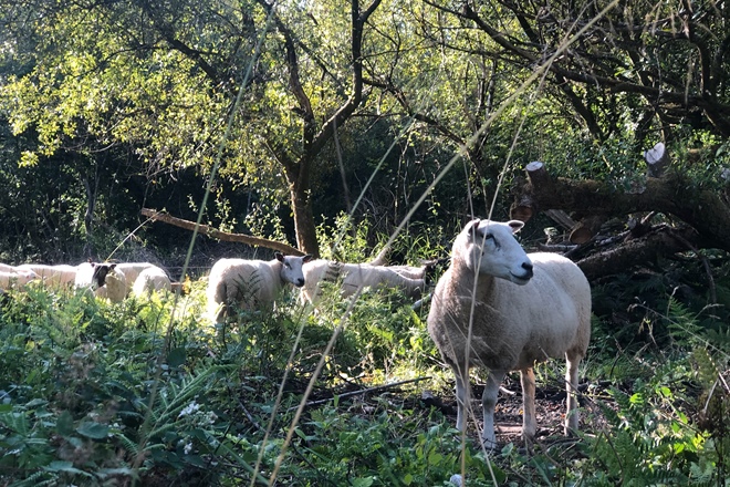 5 Traditional Cornish Dishes - Great British Chefs